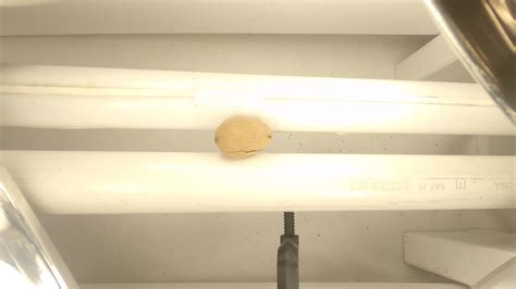 Pecan Crack Classification Object Detection Dataset And Pre Trained