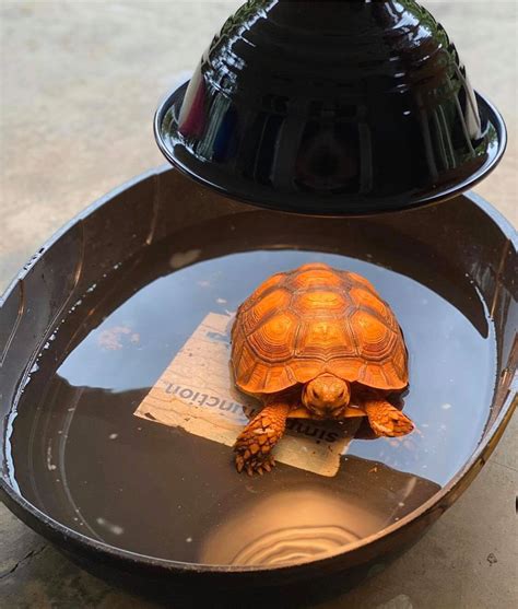 The Best UVB Light For Turtles Reviews By The Aqua Guru