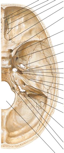 Openings Of Middle And Posterior Fossa Diagram Quizlet
