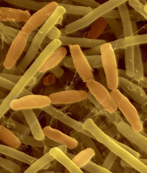 Bacillus Subtilis Spore Forming Sem Stock Image C032 2139 Science Photo Library