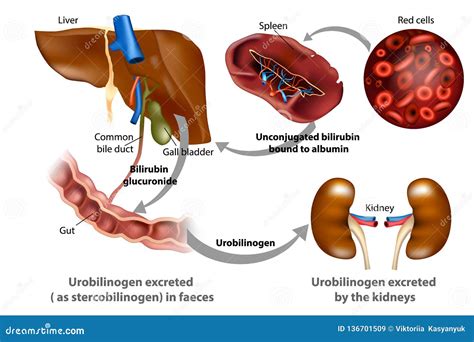 Glucuronide Clipart And Illustrations