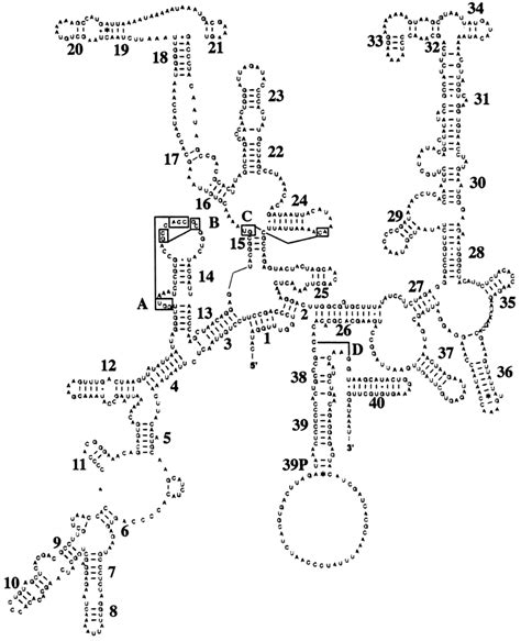 Core Secondary Structure Model For Mammalian 12s Rrna Illustrated Using