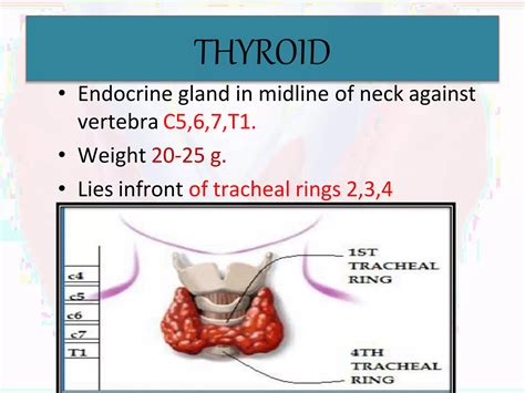 Surgery Thyroidpptx