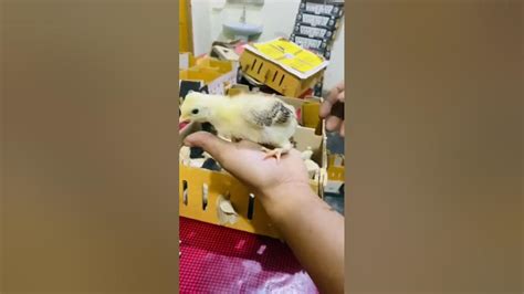 সিলেটে ১০০ পিছ দেশি মুরগির বাচ্চা ডেলিভারি দিলাম। Himelfarm Youtube