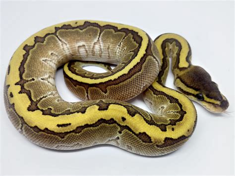 Kingpin Yellow Belly Morph List World Of Ball Pythons
