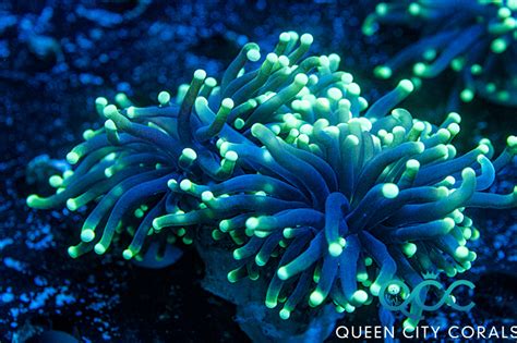 Torch Coral 101 Care Appearance And Types Feeding More 53 Off