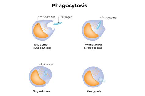 Phagocytosis Science Design Vector Graphic By Hamjaiu · Creative Fabrica
