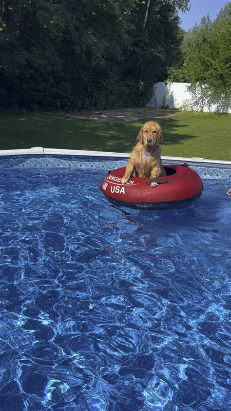 Ruby Loves A Good Float Rgoldenretrievers