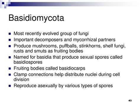 CHAPTER THE KINGDOM FUNGI Brenda Leady University Of Toledo Ppt Download