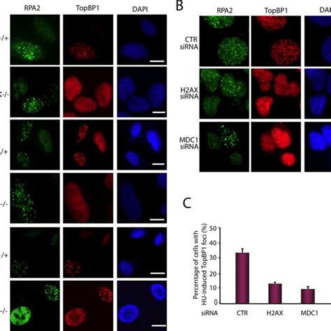 A Proposed Model Of Replication Checkpoint Control This Model Involves Download Scientific
