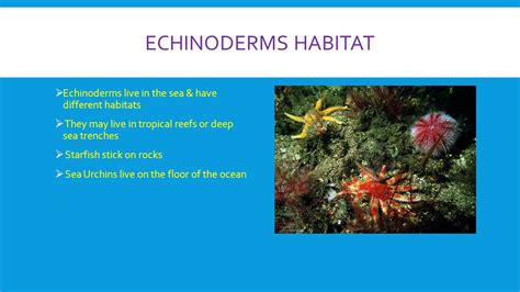 Where Do Echinoderms Live