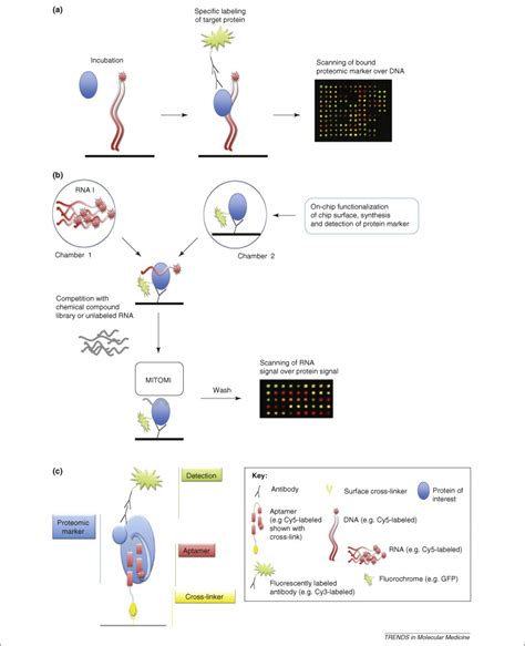 Protein Binding Microarrays Probing Disease Markers At The Interface