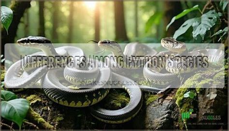 How Many Times A Year Do Pythons Lay Eggs Facts And Breeding Cycles