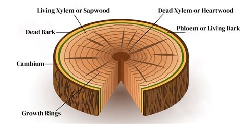 Tree Of Heaven Herbicides Arent Allowed To Kill It Before Removal R Invasivespecies
