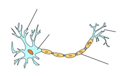 Science Diagram Quizlet
