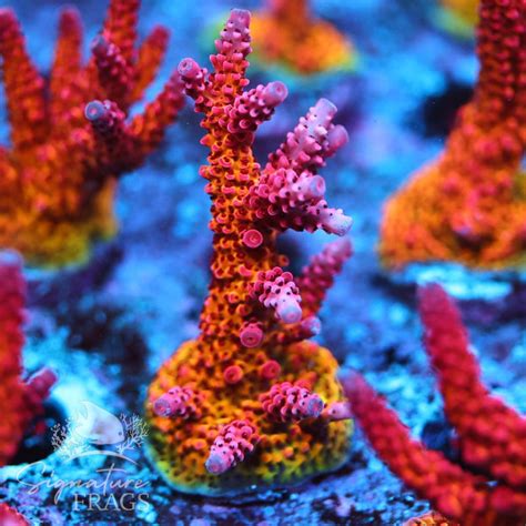 all sps signature frags