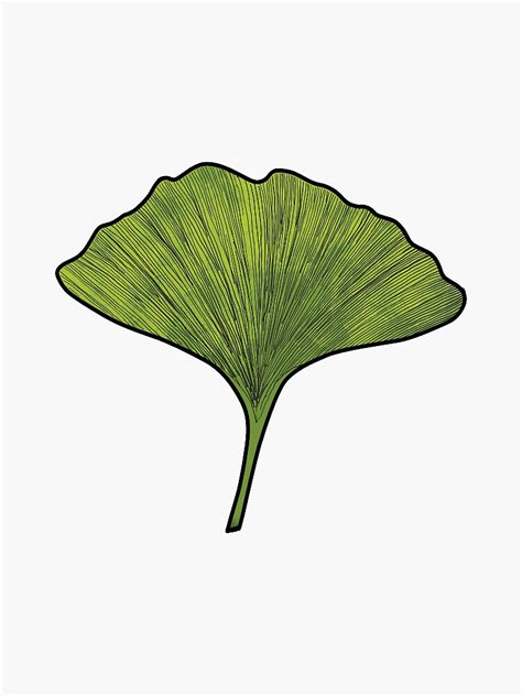 Ginkgo Leaf Sticker For Sale By Ozdv Redbubble