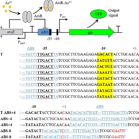 Pdf Development Of A Highly Sensitive Whole Cell Biosensor For