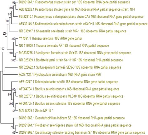 Phylogenetic Tree Using Mega 11 Software Utilizing 16 S Rdna Sequence Download Scientific