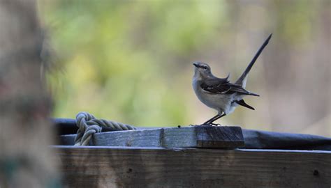 Mocking Bird Being Cute R Wildlifephotography