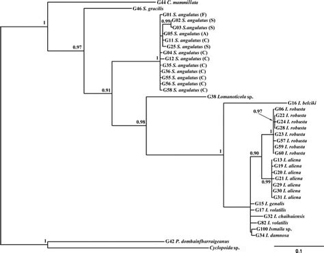Bayesian Inference Consensus Tree Of The Cytochrome C Oxidase I Coi