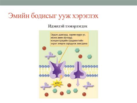 Эмийн бодисыг бие махбодид оруулах зам Pptx