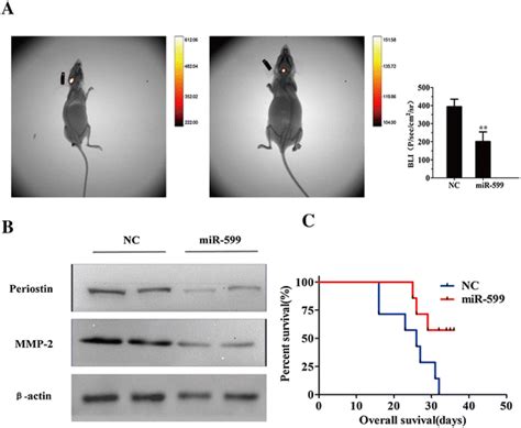 Mir 599 Inhibits Glioma Tumourigenesis In Vivo U87 Glioma Cells