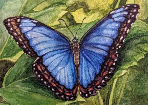 Blue Butterfly Original Art Watercolor Small Painting 5x7in Vibrant