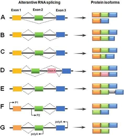 Schematic Representation Of Different Types Of Alternative Splicing 16