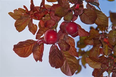 Ripe Plumes In Treee Stock Photo Image Of Drupe Plumes