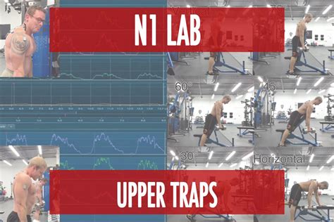 Data On Traps Part 1 Muscle Fiber Type And Function N1 Training
