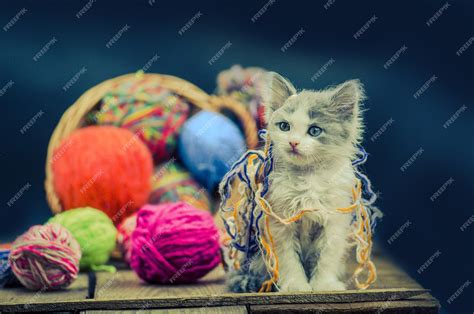 Маленький забавный котенок с клубком вязания милый пушистый кот играет ...