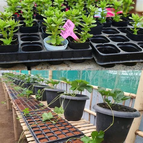 ក្រុមអ្នកចូលចិត្តដាំដំណាំនៅតាមផ្ទះ