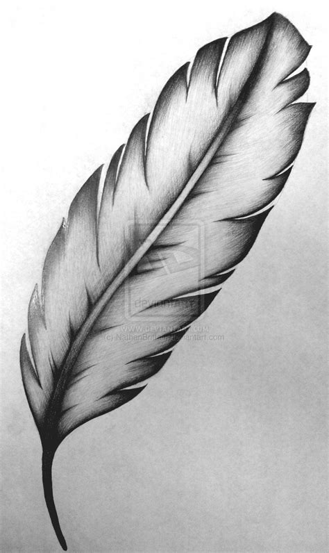 Feather Drawing Ideas At Billy Mcmanus Blog
