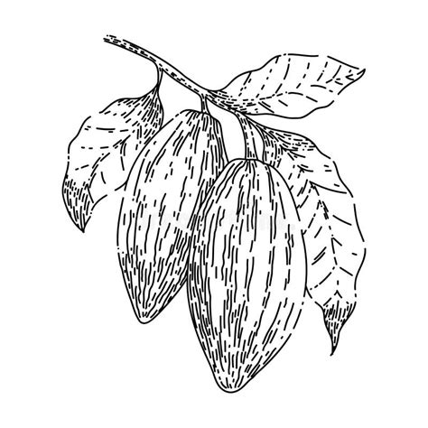 Cocoa Bean Sketch Hand Drawn Vector Stock Vector Illustration Of Beans Leaf 250904553