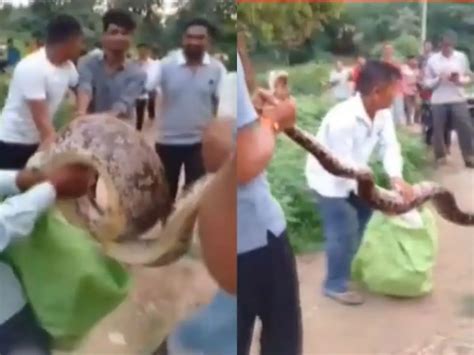 Python Video पहले किया मोर का शिकार फिर आंगन में दुबक कर बैठा अजगर