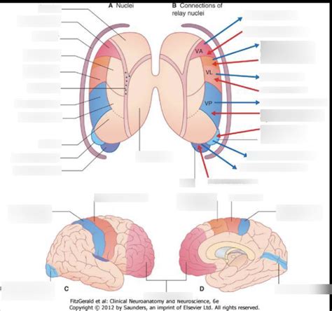 Thalamic Nuclei And Cortical Relay Diagram Quizlet