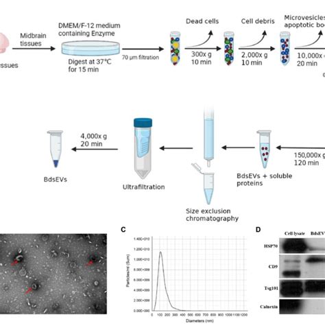 Sequencing Data Quality Control A B Raw Data Quality Control A Download Scientific