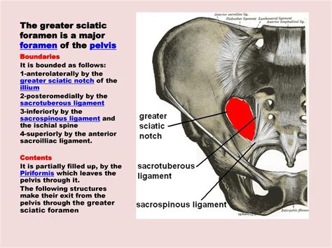 Greater Sciatic Foramen