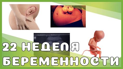 22 неделя беременности изменения у мамы и малыша выделения секс