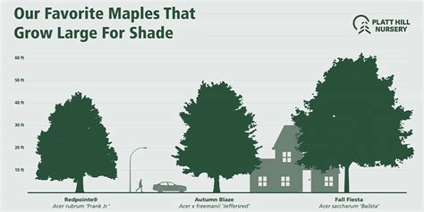 Maple Tree Diameter Growth Chart Distributional Inequities In Tree