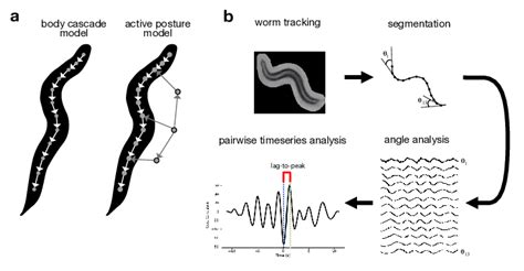 Locomotion Models And Analysis Overview A Schematics Of The Download Scientific Diagram