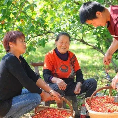 小樱桃致富果镇平县老庄镇樱桃沟樱桃红啦大家快来吧 杏花 生态 发展