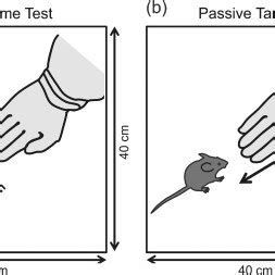Schematic Representations Of The Active And Passive Tame Tests A Download Scientific Diagram