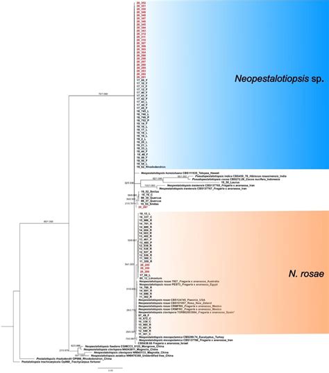 Phylogenetic Consensus Tree Based On Maximum Likelihood And Bayesian