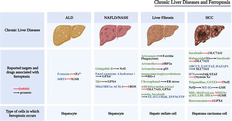 Frontiers Ferroptosis In Chronic Liver Diseases Opportunities And