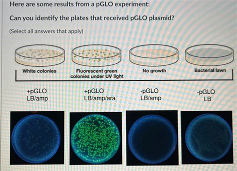 Solved Here Are Some Results From A Pglo Experiment Can You