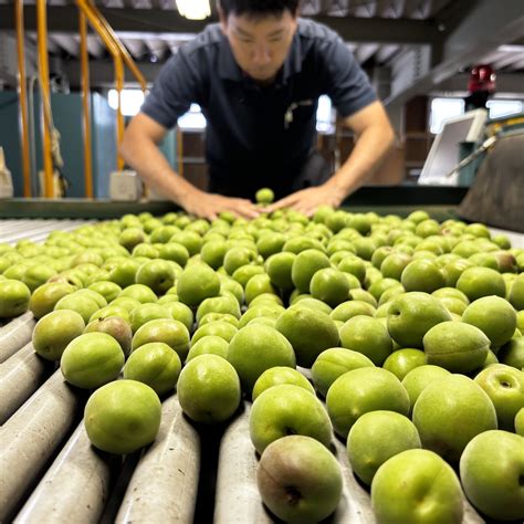 日本海側最大級の梅産地から 福井梅の出荷スタート🚚 Ja福井県（福井県農業協同組合）