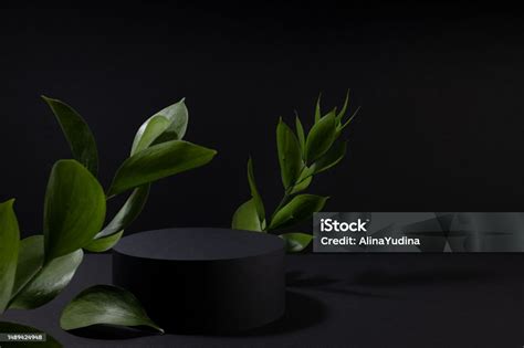 단단한 빛에 밝은 녹색 열대 지점이 있는 1개의 실린더 연단 모형이 있는 풍부한 검은색 추상 무대 프레젠테이션 화장품 상품 디자인을 위한 절묘한 아름다움 여름 스타일의