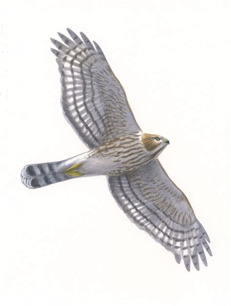 Coopers Hawk Coopers Hawk American Bird Conservancy